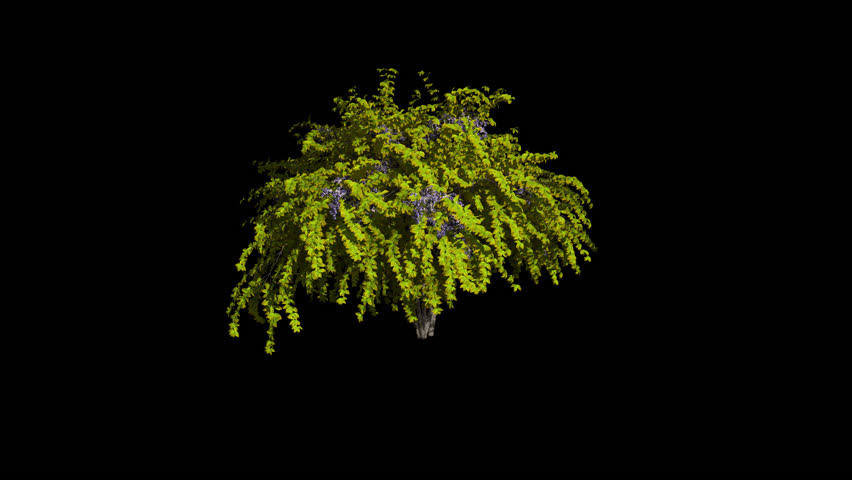 Animation Bush, Leaves Rustling In The Wind, With An Alpha Channel ...