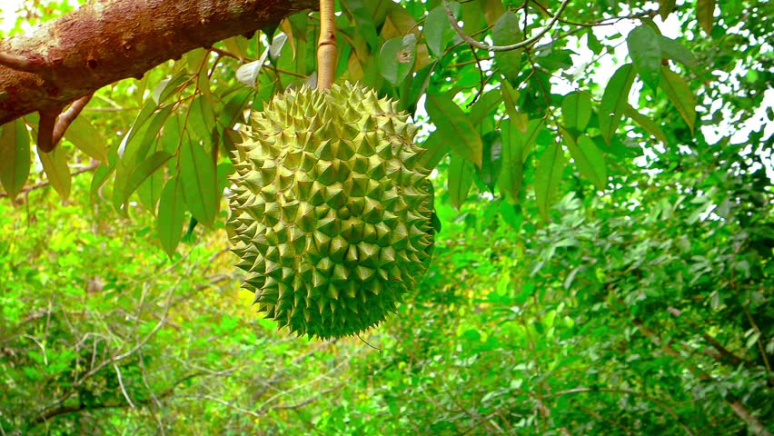 Single Durian Fruit. with its Stock Footage Video (100% Royalty-free ...