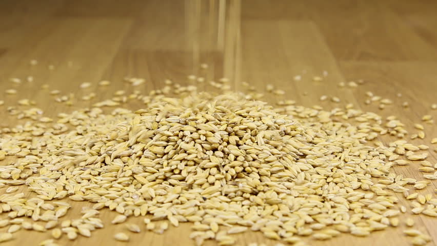 Barley Grains Falling On a Stock Footage Video (100% Royalty-free ...