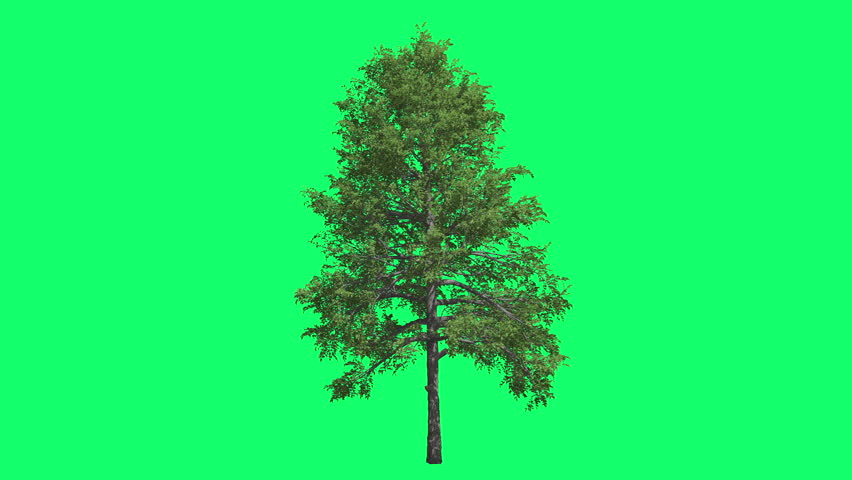 Green Screen Studio Nature Stock Footage Video | Shutterstock