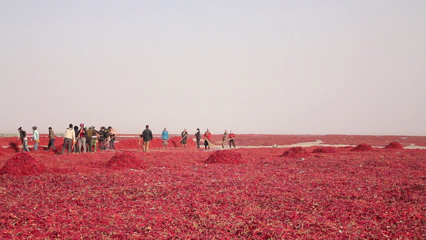 Xinjiang, China - October 2010: Field Of Red Chilli Peppers Being ...