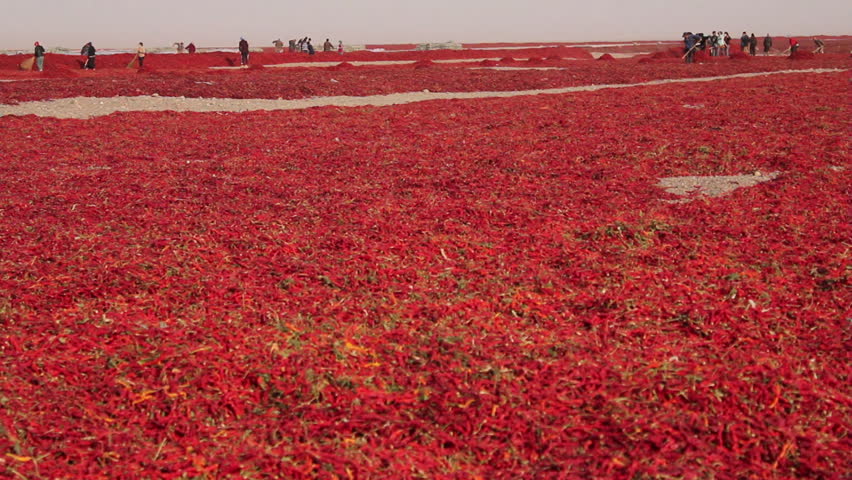Xinjiang, China - October 2010: Red Chillies Harvest: Chinese Farm ...