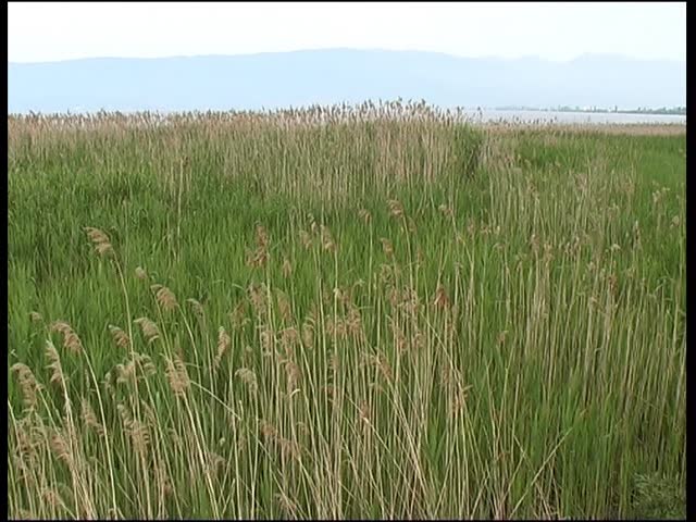 Green Marsh Reed Close Up On A Soft Windy Day During Spring. Stock ...
