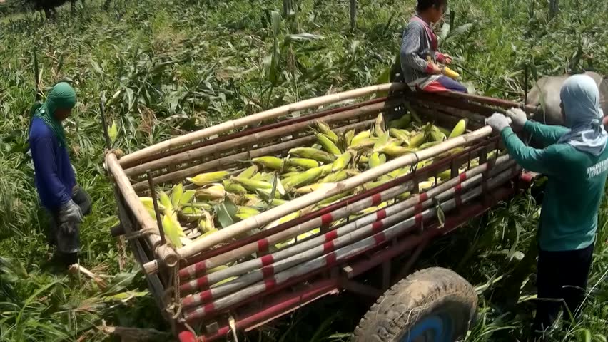 LAGUNA, PHILIPPINES - AUGUST 27, 2015: Village Farmers Harvest Corn In ...
