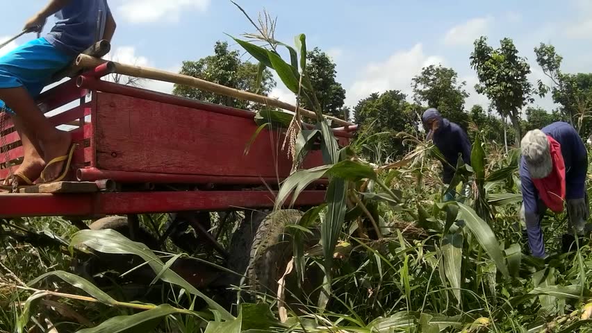 LAGUNA, PHILIPPINES - AUGUST 27, 2015: Village Farmers Harvest Corn In ...