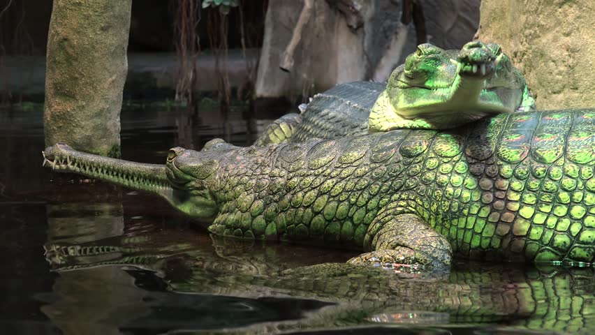 Long Snouted Gharial image - Free stock photo - Public Domain photo ...