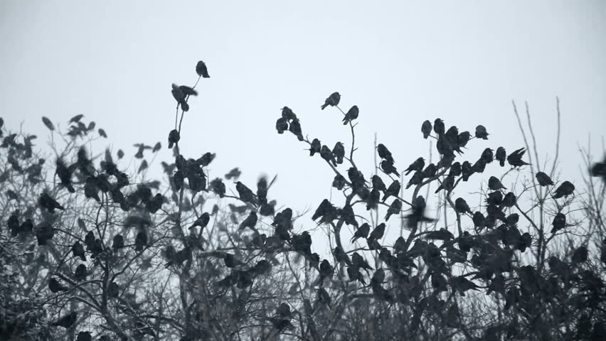Crows in Falling Snow Stock Footage Video (100% Royalty-free) 1147036 ...