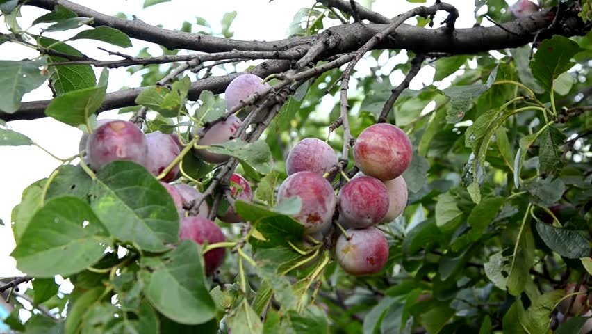 Apple Farm In Marpha, Mustang, Nepal. Stock Footage Video 4819193 ...
