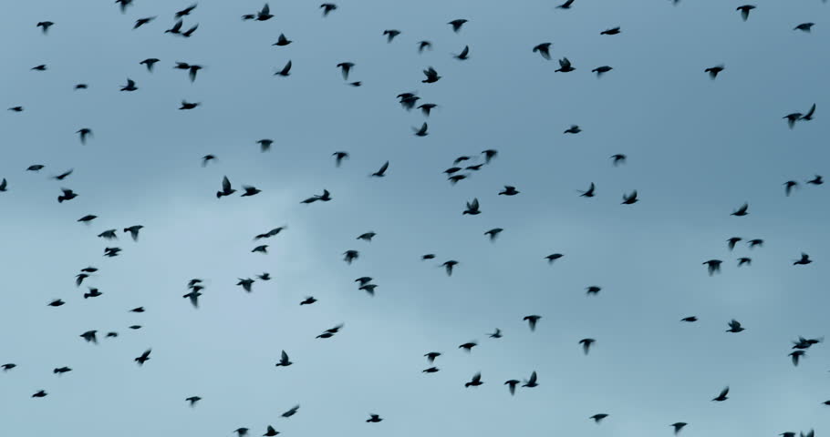 Large Flock of Birds Flying Stock Footage Video (100% Royalty-free ...