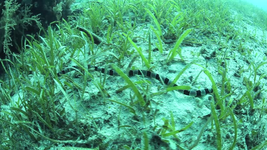 A Banded Snake Eel (Myrichthys Colubrinus) Slithers Through Seagrass ...