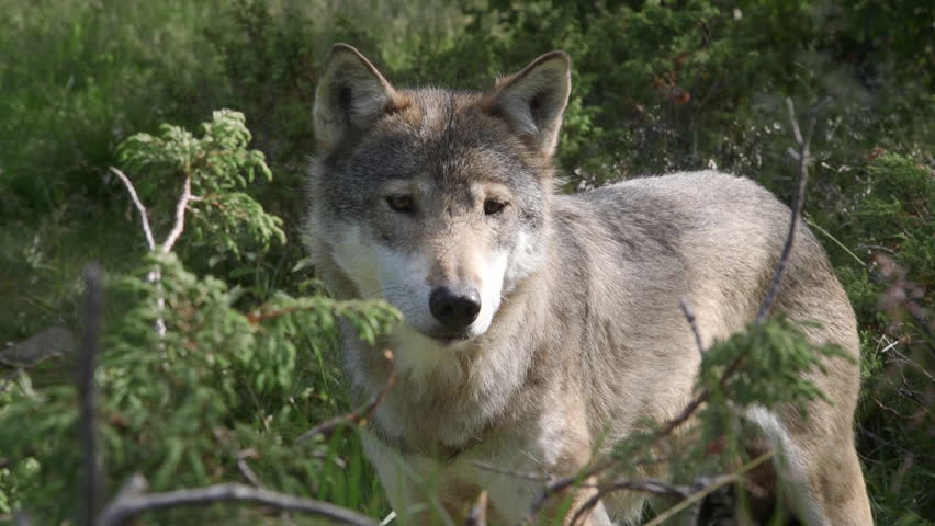 Wolf Standing Left Side View Stock Footage Video (100% Royalty-free ...