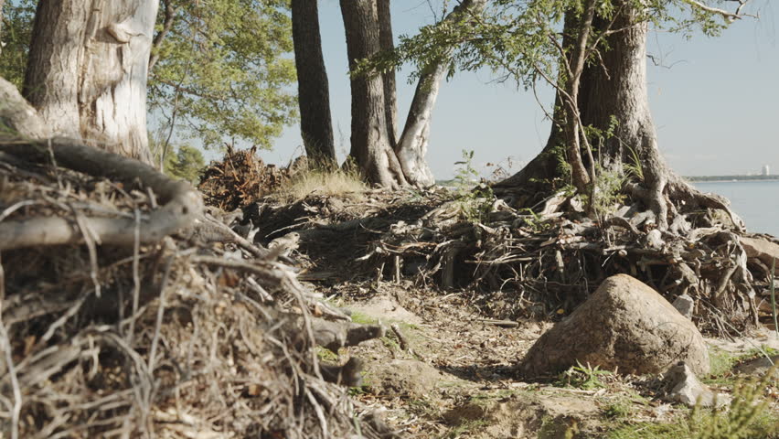 Tree Roots Grown Over Large Rock Stock Footage Video 1734697 | Shutterstock