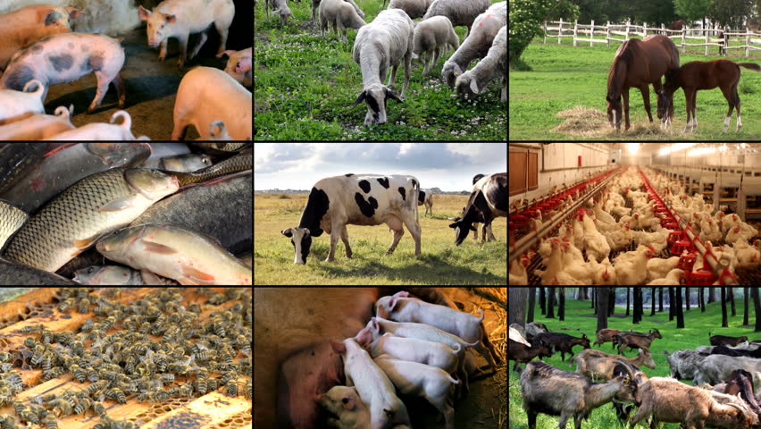 Farm Animal Multiscreen: Cows, Horses, Pigs, Chicken, Fish, Bees, Goats ...