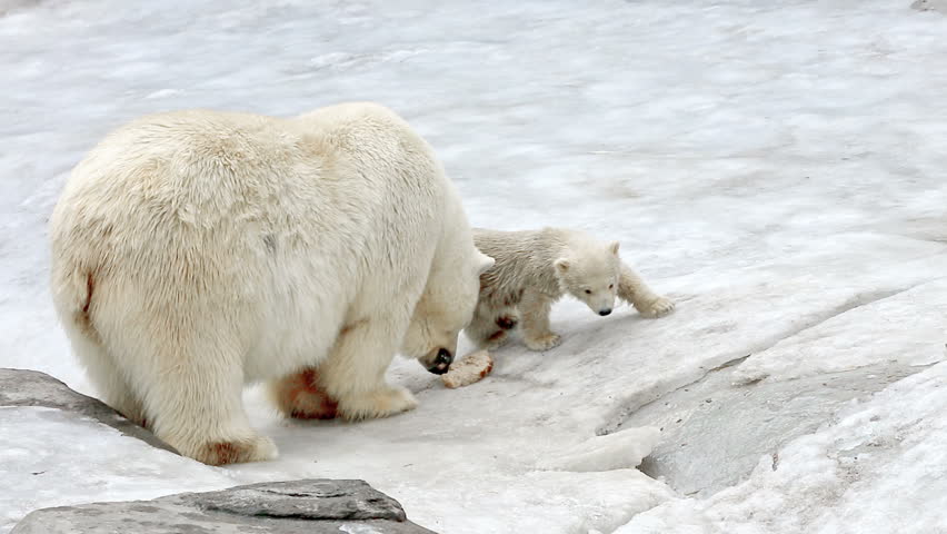 Polar Bears Snow Covered Wildlife Park Ranua Finland Northern ...