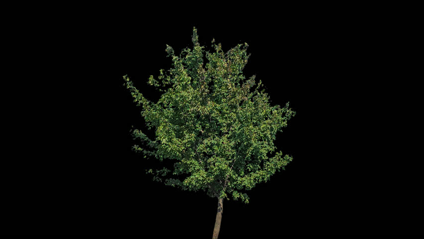 Animation Bush, Leaves Rustling In The Wind, With An Alpha Channel ...