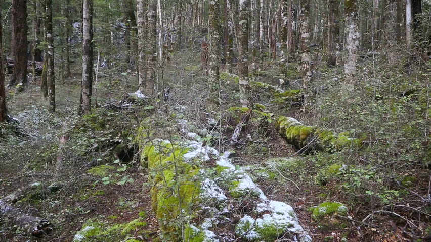 Stock Video Clip of Light snow covering forest floor in Nelson ...