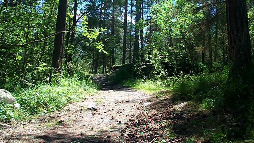 Stones In Forest Pokaini. Magic Mystery Forest In Latvia, Mysterious ...