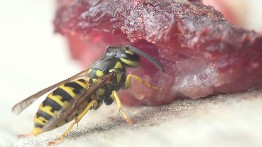 Wasps Etaing From Meat Ham On Table 库存影片视频 11907752 | Shutterstock