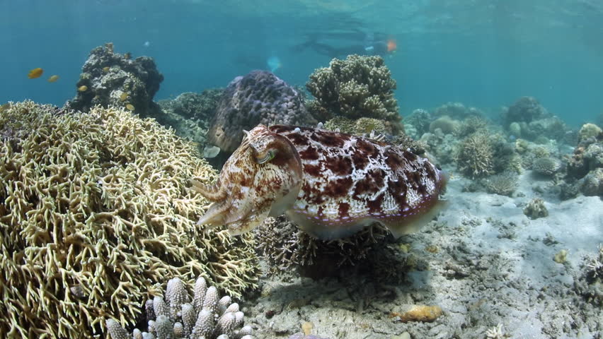 A Female Broadclub Cuttlefish (sepia Stock Footage Video (100% Royalty ...