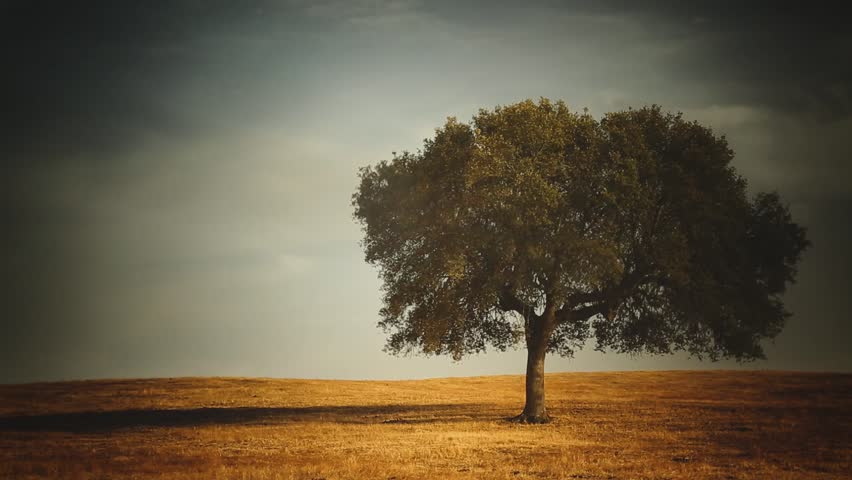 Cinemagraph Loop - Lonesome Tree Stands In A Field Of Golden Grass ...