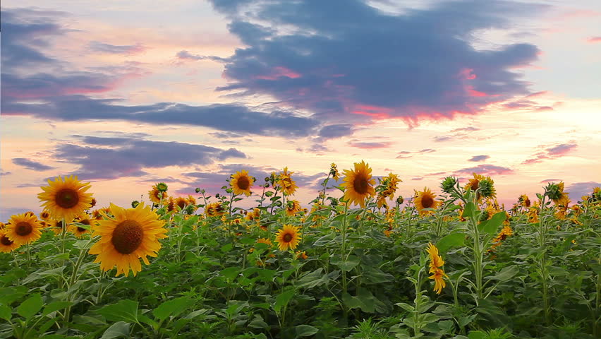 Beautiful Sun Flower Field Sunset Vibrant Beauty Nature Outdoors Summer ...