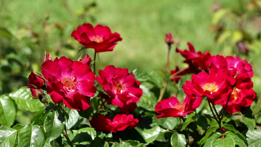 Red Rose Bush In The Garden Stock Footage Video 840505 | Shutterstock