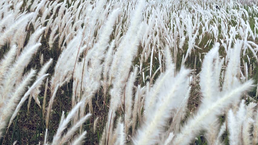 Flower Of Weeds/thatch Flowing By The Wind In The Sunset Of Autumn ...
