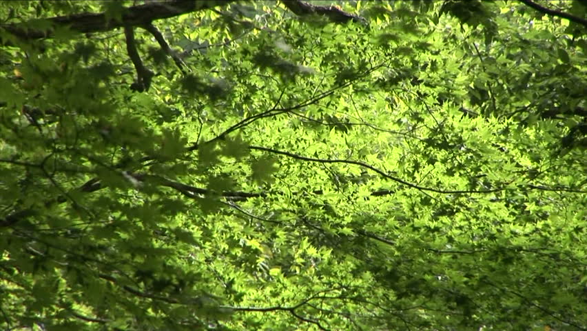 Leaves Rustling in the Wind Stock Footage Video (100% Royalty-free ...