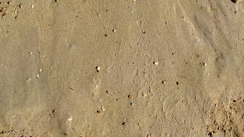 Veterinarian Looking At Coccidia (Isospora Felis) Oocyst, Feline ...