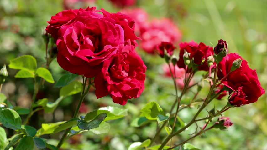 Blossoming Roses Plant in Spring Stock Footage Video (100% Royalty-free ...