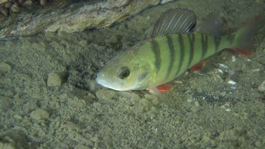 Stock video of european perch (perca fluviatilis) standing on ...