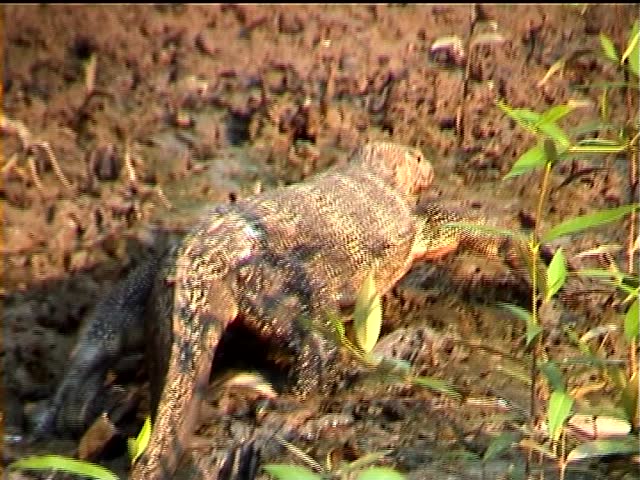 Large Water Monitor Lizard Walking Stock Footage Video (100% Royalty ...