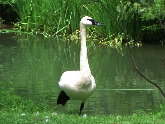 Stock video of trumpeter swan balancing on one leg. | 128926 | Shutterstock
