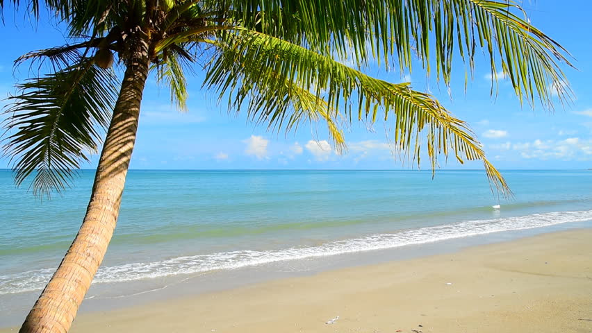 4K Sunset Fuchsia Pink And Blue Sky, Gold Sand Beach, Palm Trees Stock ...