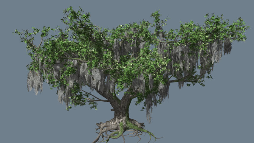 Western Red Cedar, Tree On Alfa Channel, Alpha Channel, Tree Cut Off A ...