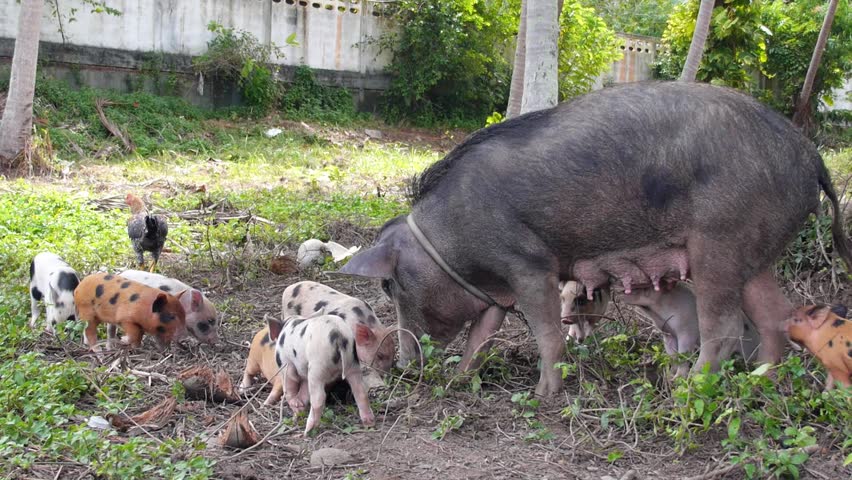 Stock video of big cute pig family with many | 13080956 | Shutterstock