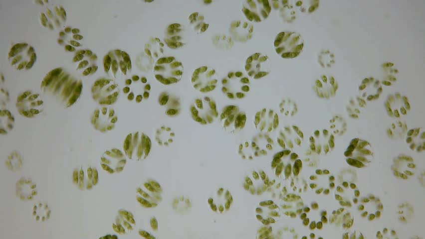 Gonium Pectorale, Mosaikgrnalge, Algae, Chlorophytes, Zoochlorellae ...