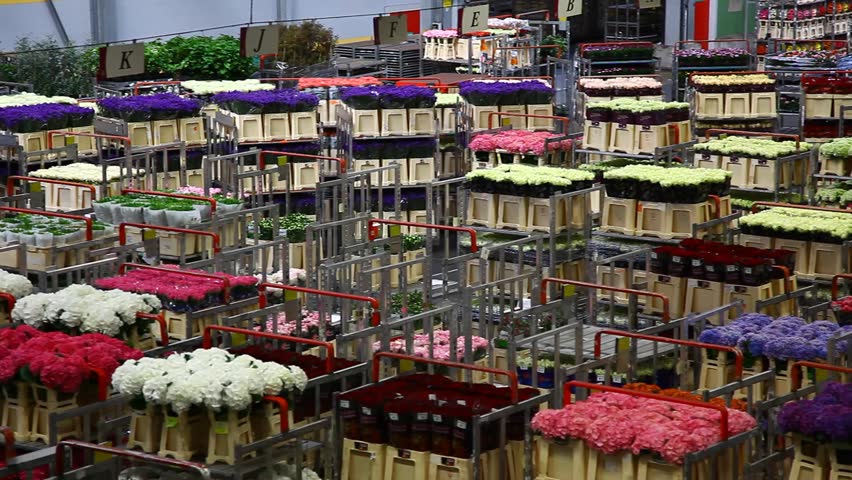 Large Flower Auction Distribution Center Racks Moving On Rails Orders ...
