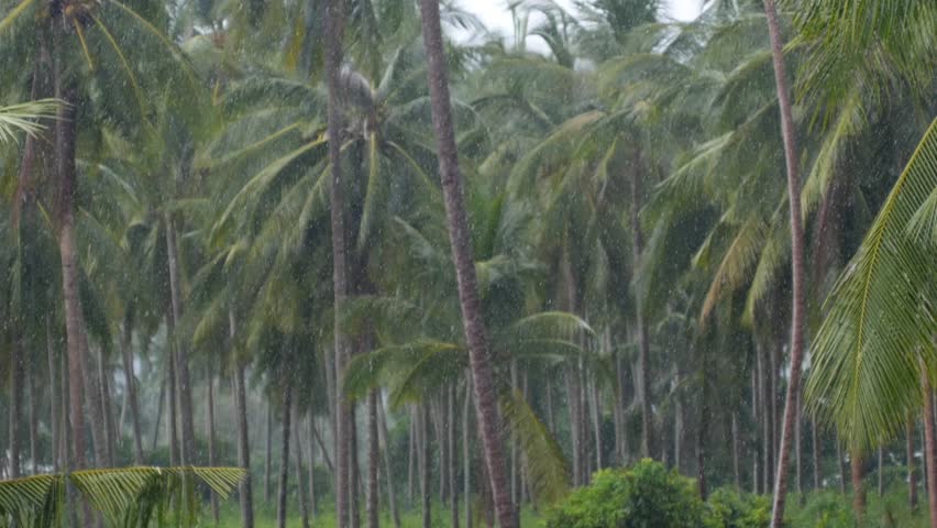 Palm Trees Under Rain On Stock Footage Video (100% Royalty-free ...