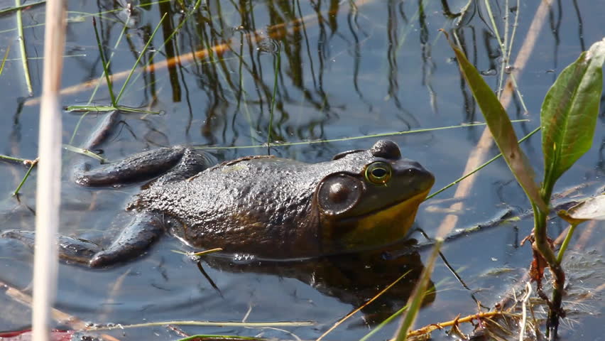 Frog Lies Still In Water While Other Frogs Croak Stock Footage Video ...