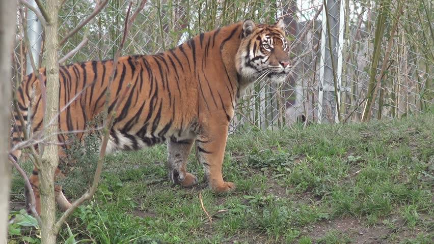 Sumatran Tiger Eating In Grassy Plains. The Sumatran Tiger Is ...