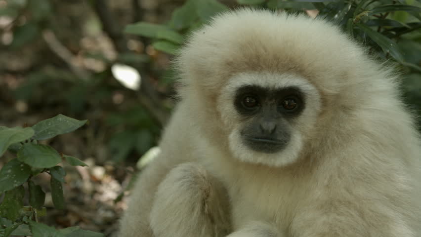 Gibbon Stock Video Footage - 4K and HD Video Clips | Shutterstock