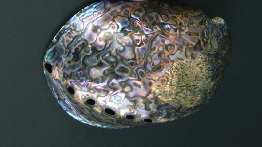 Details of Abalone Shells. - Stock Footage Video (100% Royalty-free ...