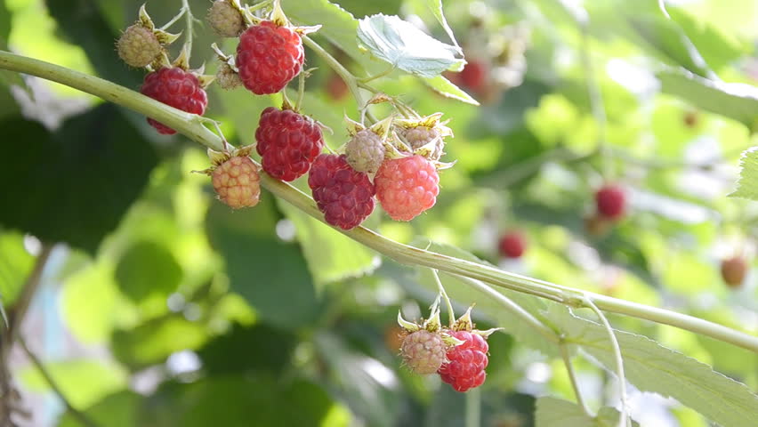 Stock video of close-up view on ripe raspberries shaking | 13763996 ...