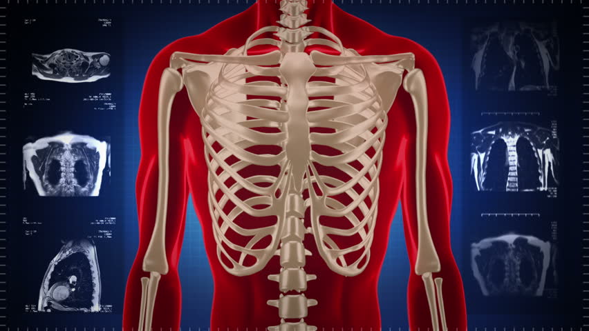 Detailed Human Body Turning. Skeleton. Loopable. Red And White. Green ...