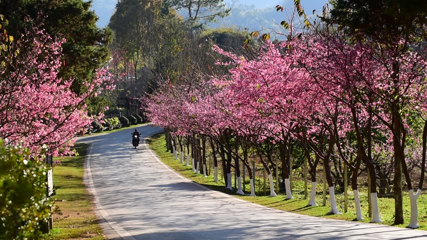 Moving Over Rural Road Towards Main Road Pink Cherry Blossom Trees On ...