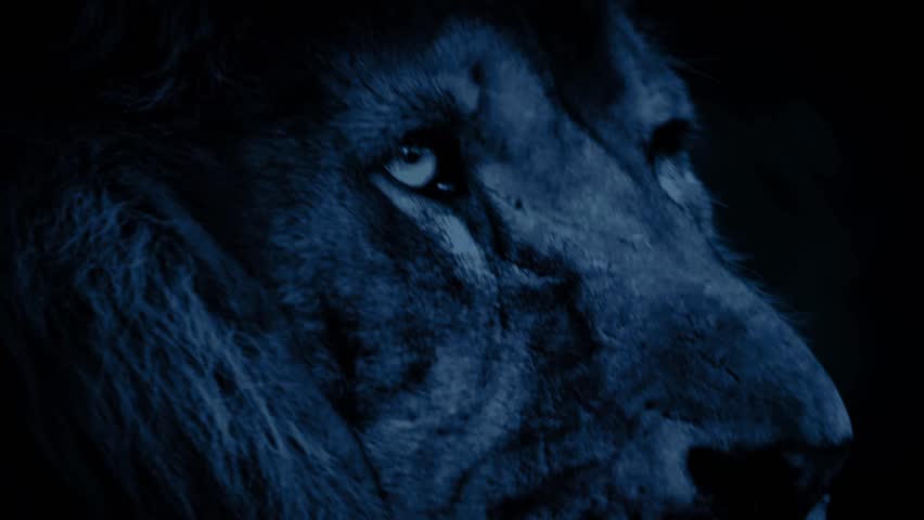 Lion Face At Night With Glowing Eyes Stock Footage Video 13847843 ...