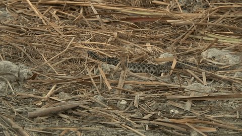 Ground Rattler Stock Video Footage - 4K and HD Video Clips | Shutterstock