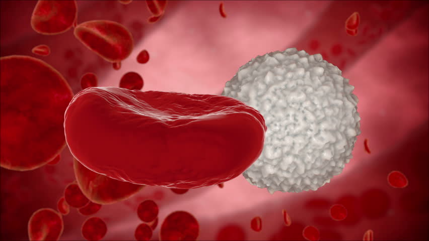 Stock video of blood cell, eritrocite inside organism view. | 14066156 ...