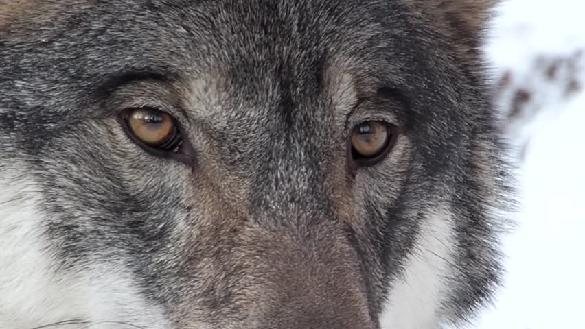Gray Wolf Face Stock Footage Video 14077442 | Shutterstock